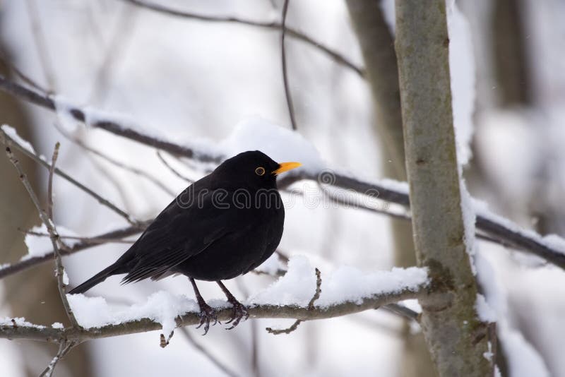 Melro Comum Do Macho (merula Do Turdus) Imagem de Stock - Imagem de ...