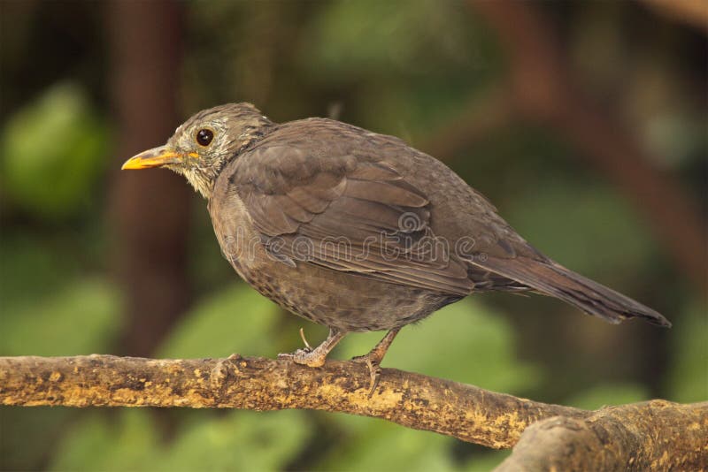 Melro europeu imagem de stock. Imagem de fauna, europeu - 92406911