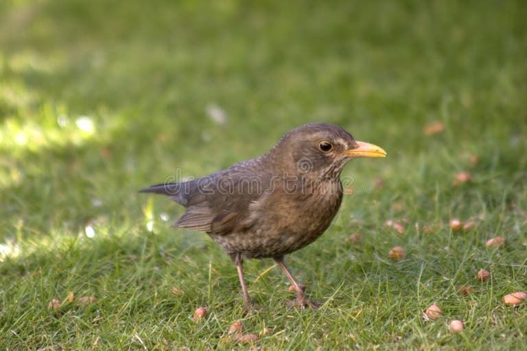 Melro fêmea foto de stock. Imagem de caixas, campo, vara - 1664742