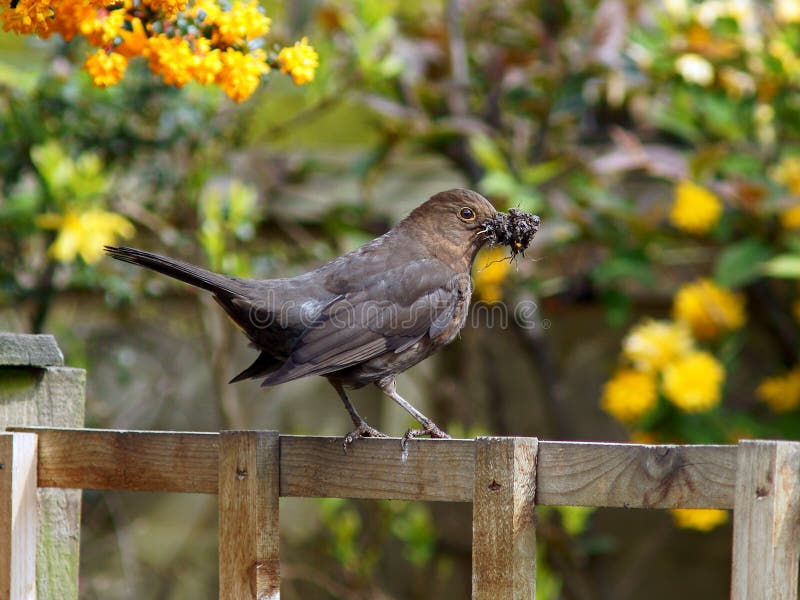 Melro fêmea foto de stock. Imagem de selvagem, passarinho - 18355754