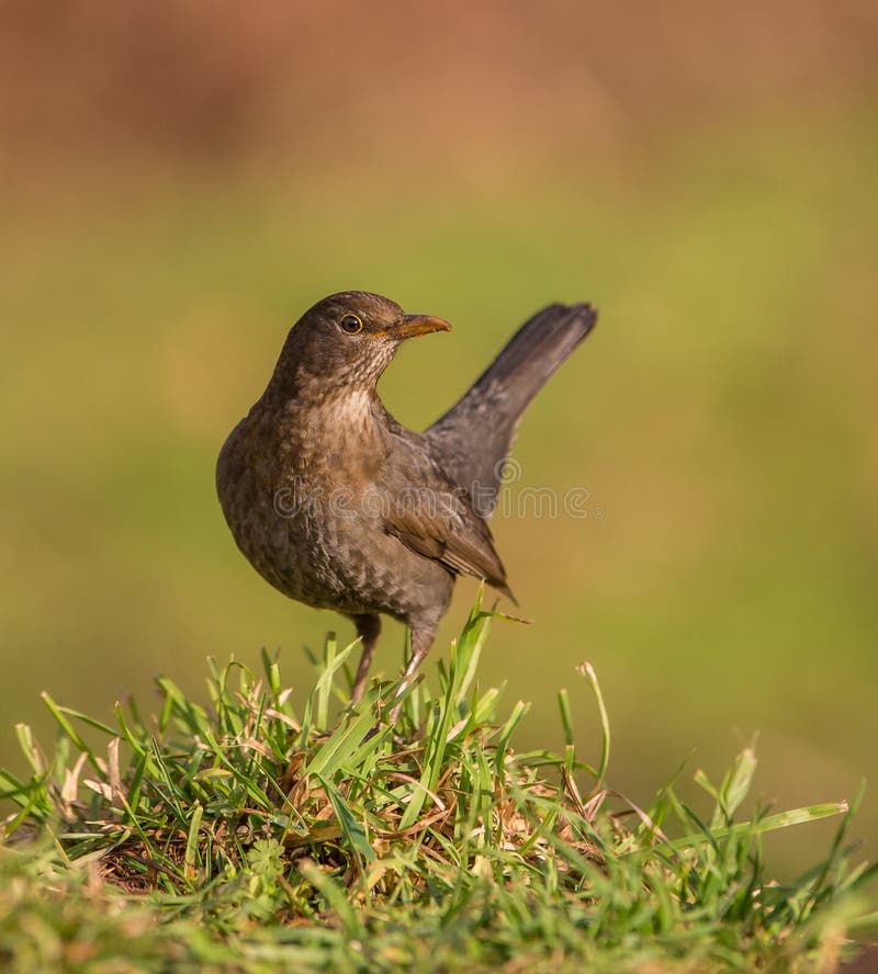 Melro fêmea foto de stock. Imagem de selvagem, passarinho - 18355754