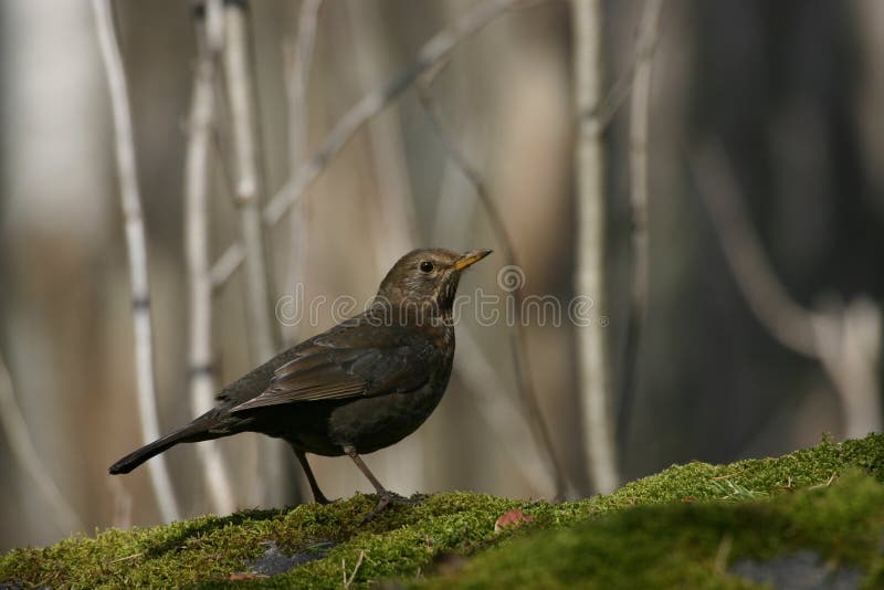 Melro fêmea imagem de stock. Imagem de melro, europeu - 6554119