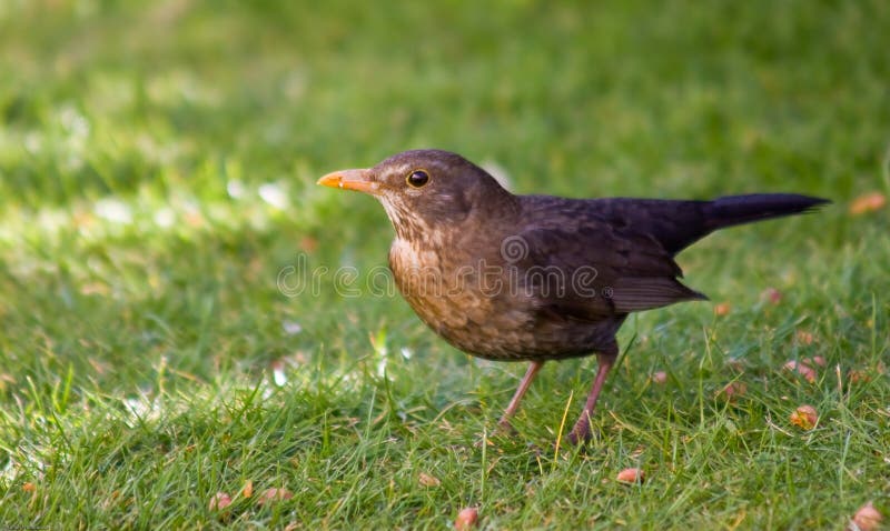Melro comum na luz bonita imagem de stock. Imagem de ornitologia ...