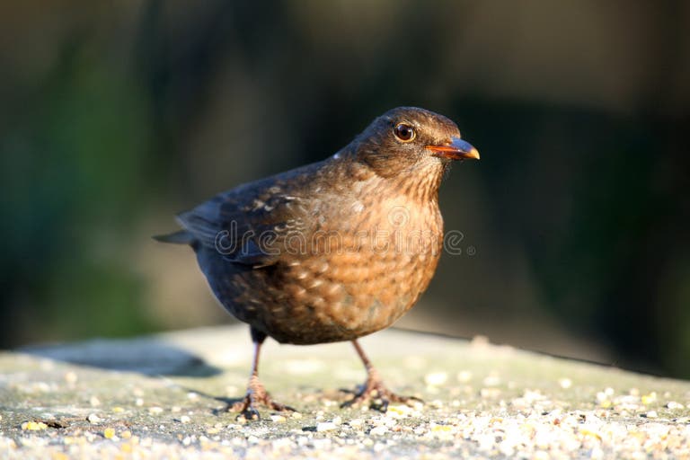 Melro fêmea. foto de stock. Imagem de marrom, galinha - 7724568