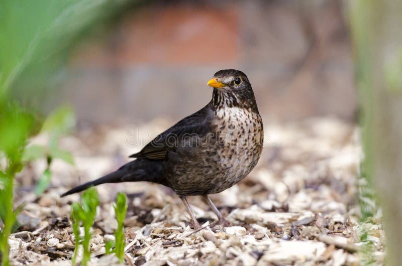 Melro Comum Pelo Rio Entre Ramos Imagem de Stock - Imagem de ecologia ...