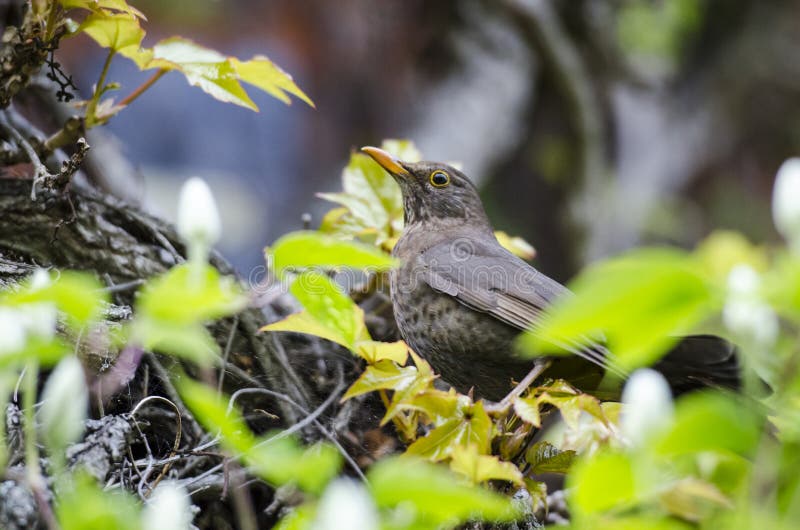 Melro Comum Pelo Rio Entre Ramos Imagem de Stock - Imagem de ecologia ...
