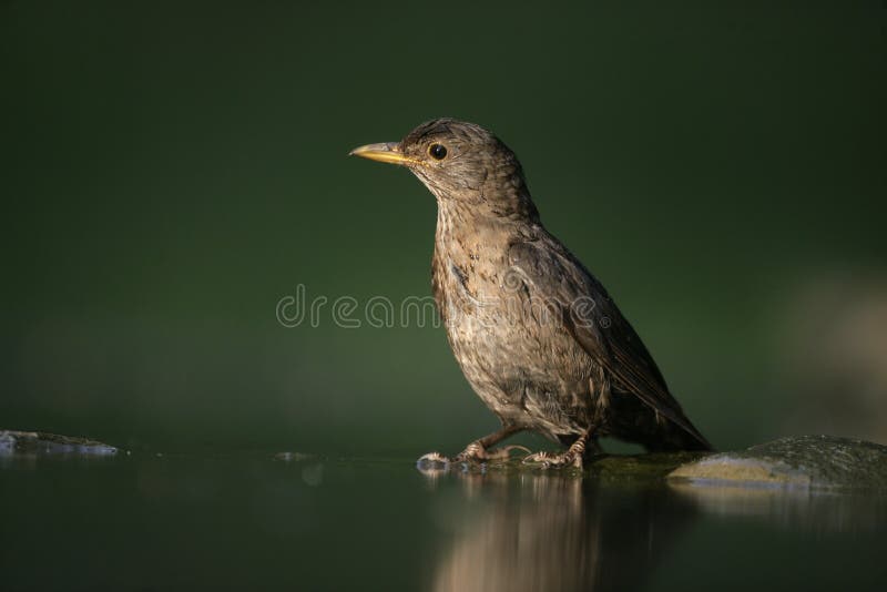 Melro, merula do Turdus, imagem de stock. Imagem de nave - 34480417