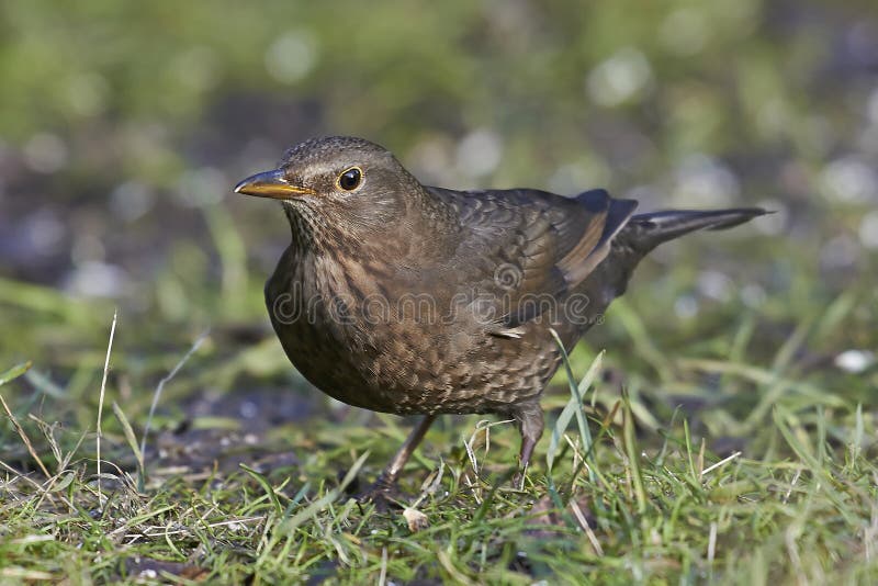 Melro (merula do Turdus) imagem de stock. Imagem de descansar - 37878637