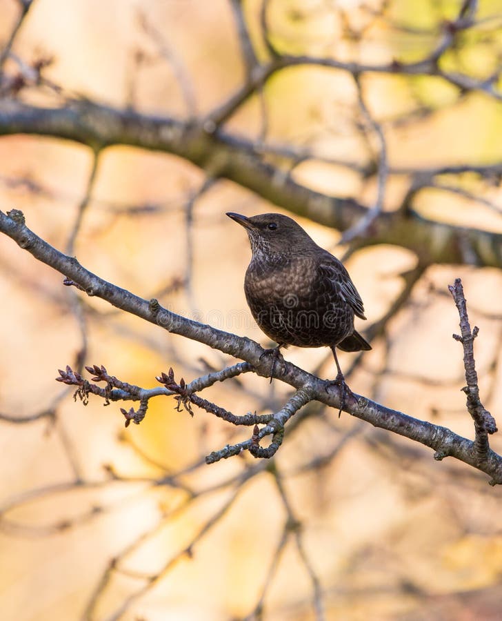 Melro Que Empoleira-se Em Um Ramo Imagem de Stock - Imagem de livre ...