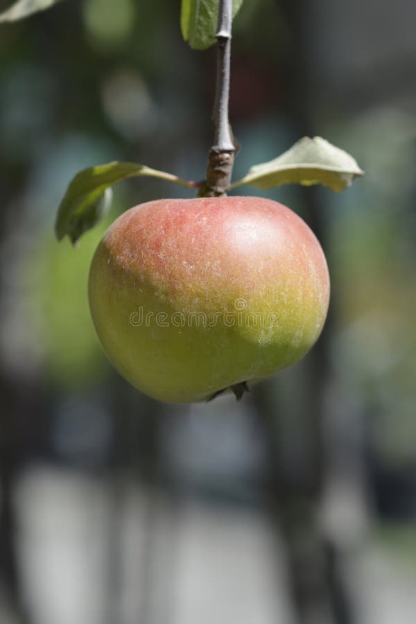 Melrose apple tree stock image. Image of branch, garden - 325955563