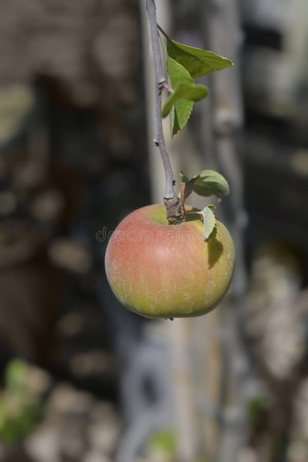 Melrose apple tree stock photo. Image of nature, plant - 328834526