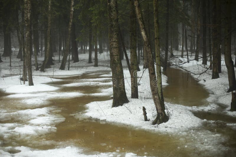 Melt Water in Forest. Snow Melts in Forest Stock Photo - Image of ...