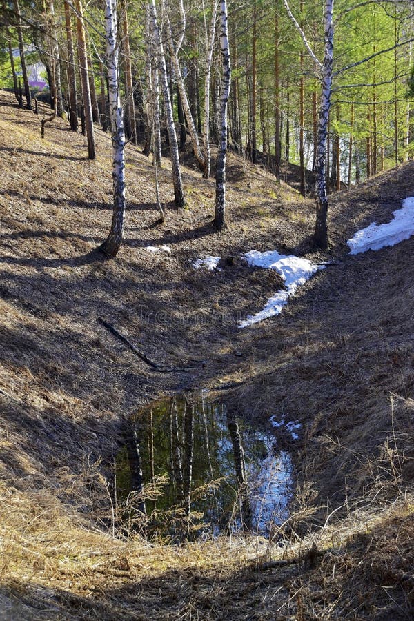Melt Water in the Spring Forest Stock Image - Image of peaceful, flow ...