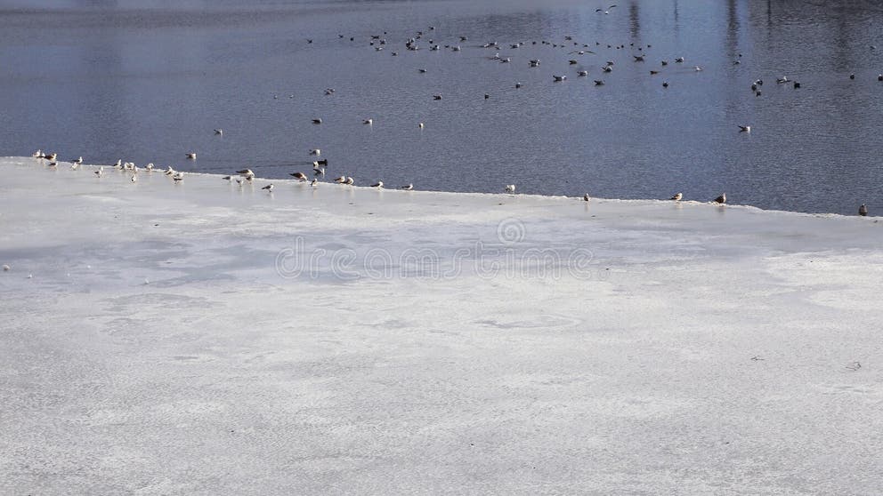 Melted River with Birds in Spring. Stock Photo - Image of glacial ...