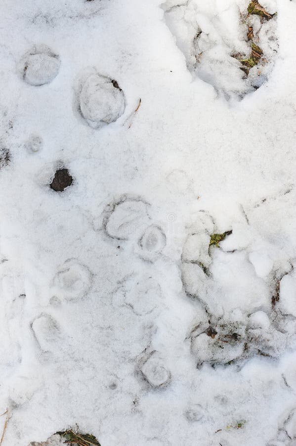 Melted snow stock image. Image of melting, hand, water - 92454955