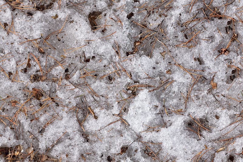 Melted Snow with Pine Needles. Stock Photo - Image of texture, autumn ...