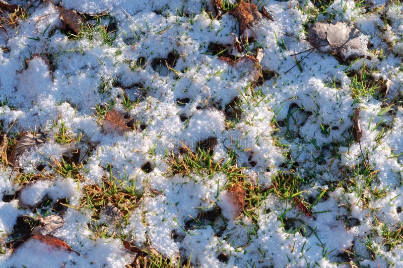 Melted Snow in the Spring, the First Snow on the Grass Stock Image ...
