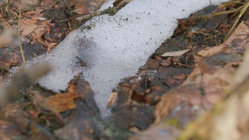 Melted Spring Snow in a Wild Forest. Snow Has almost Melted in Forest ...