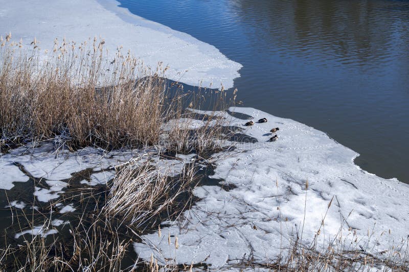 Melting ice on the river. stock photo. Image of scenery - 271850504