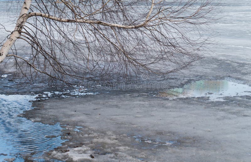 Melting Ice on Spring Lake and Tree Stock Photo - Image of lake, snow ...