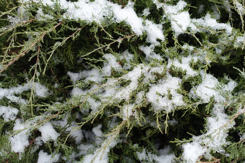 Melting Snow on Branches of Juniper Stock Image - Image of nature, chinese: 246162435