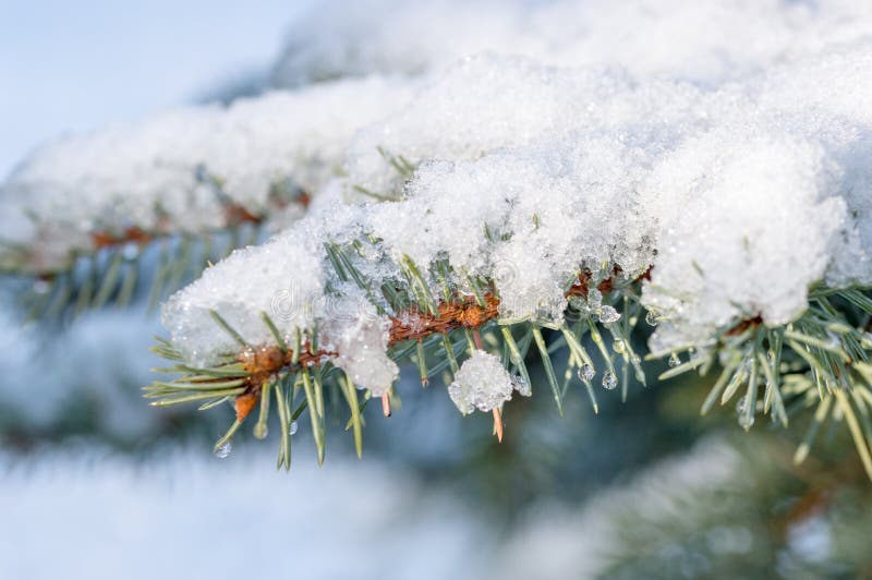 Snow Melting On Tree Branch During Sunrise Picture. Image: 109928074