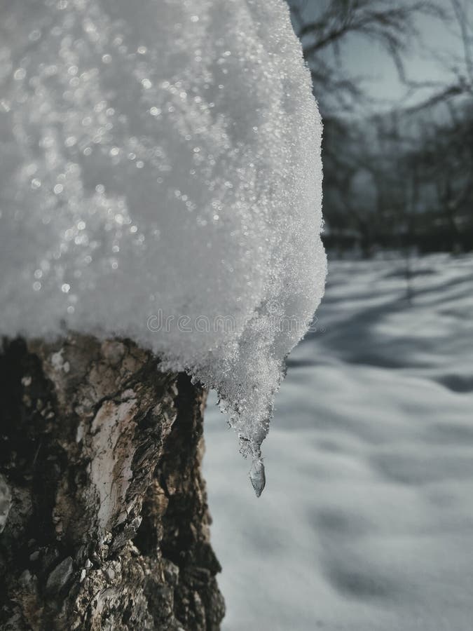 Melting Snow On Tree Branches Stock Image - Image of melt, evergreen ...