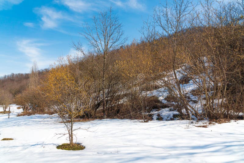 Melting Snow in Early Spring and the First Thaw Stock Photo - Image of ...