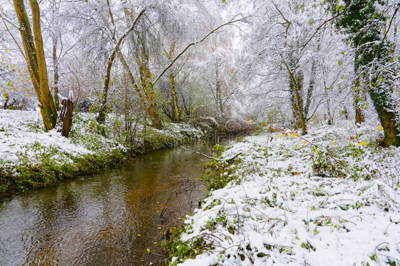 Melting Snow Falls from Trees into a Woodland Stream Stock Image ...