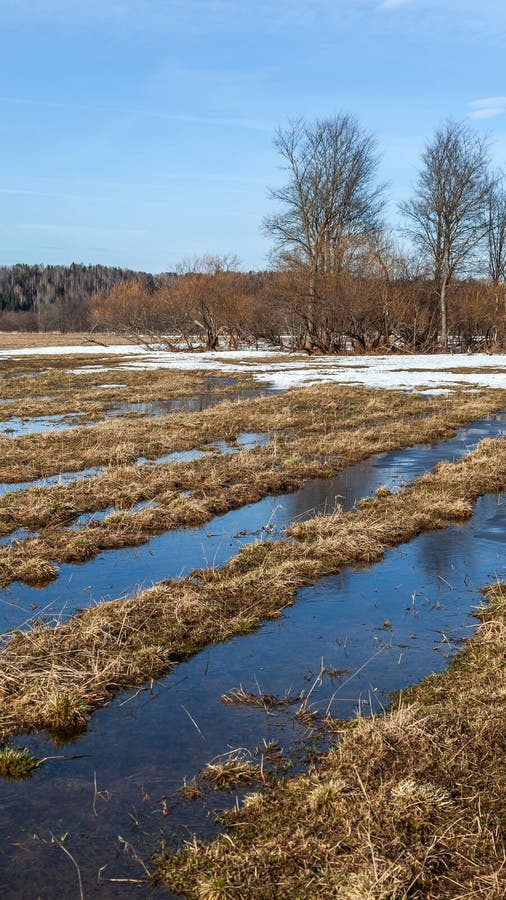 Melting Snow in Fields and Around Trees. Snow Thawed Patches Stock ...