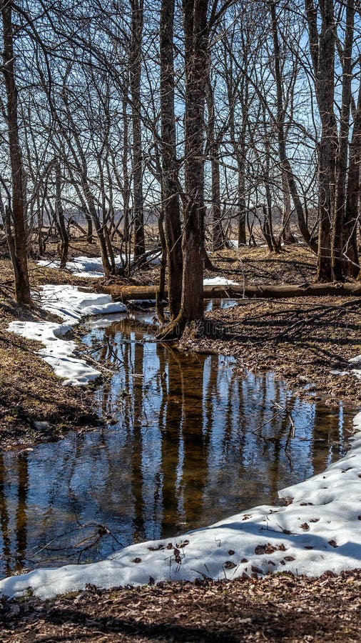 Melting Snow in Fields and Around Trees. Snow Thawed Patches Stock ...