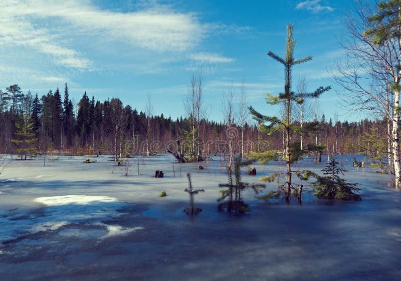 Melting Snow in Forest in Early Spring Stock Image - Image of sunlight ...