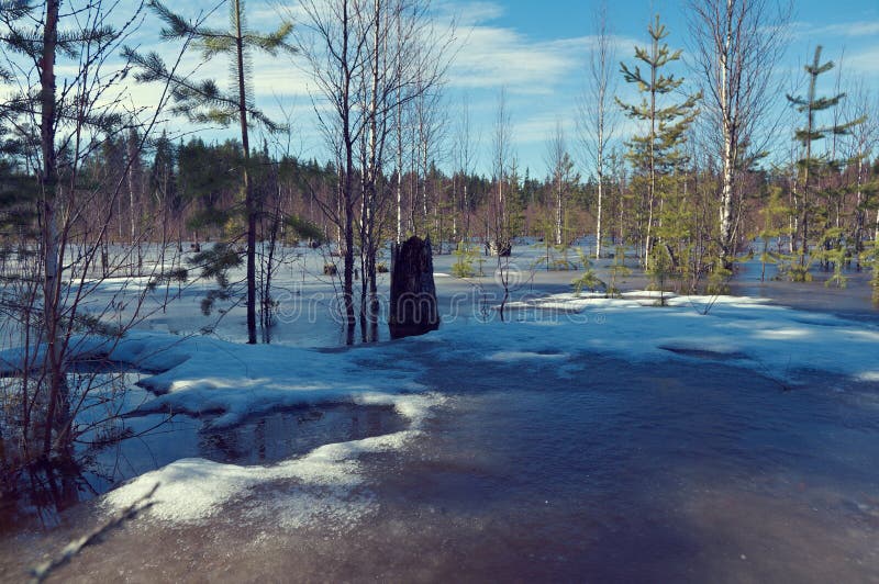Melting Snow in Forest in Early Spring Stock Photo - Image of lake ...