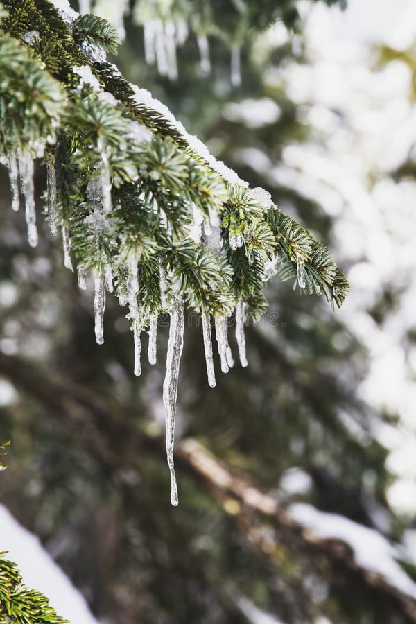 313 Pretty Icicles Stock Photos - Free & Royalty-Free Stock Photos from ...