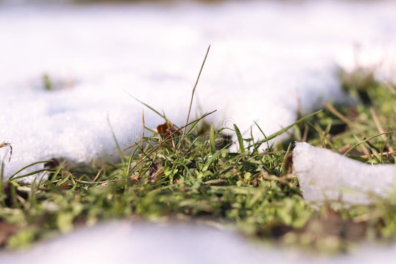 Melting Snow. Snow on the Grass, Approaching Spring Stock Photo - Image ...