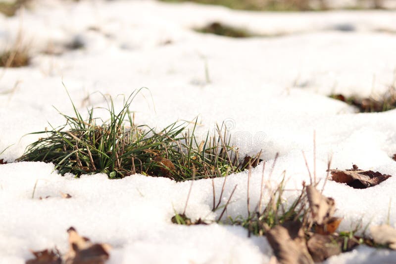 Melting Snow. Snow on the Grass, Approaching Spring Stock Photo - Image ...