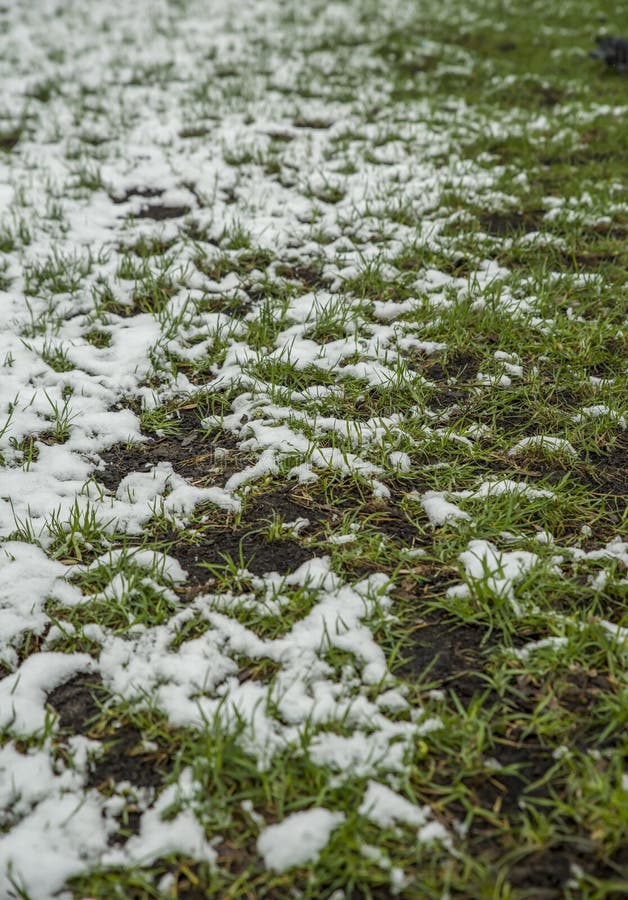Melting Snow on Green Grass Closeup - between Winter and Spring Concept ...