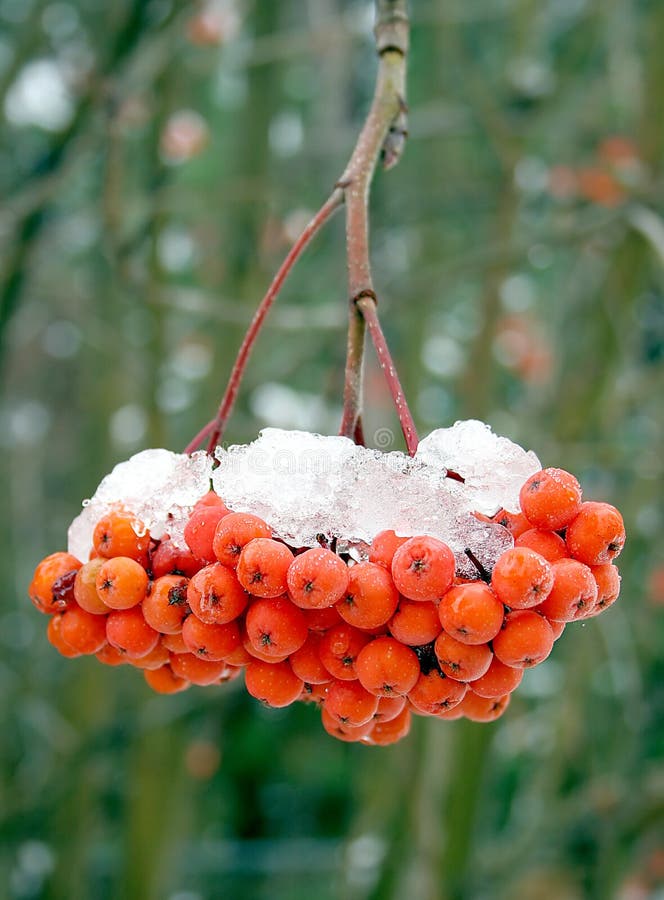 Melting Snow on Mountain Ash Berries. Stock Image - Image of snow ...