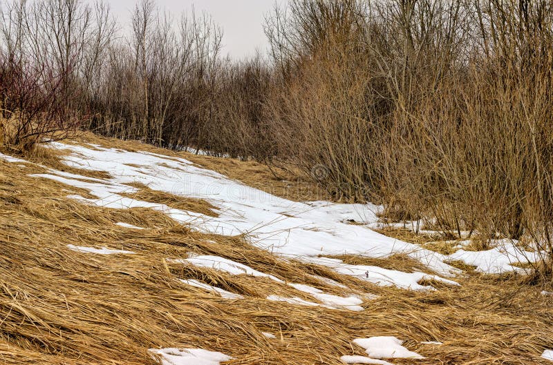 Melting Snow on Old Grass in Spring Stock Photo - Image of view ...