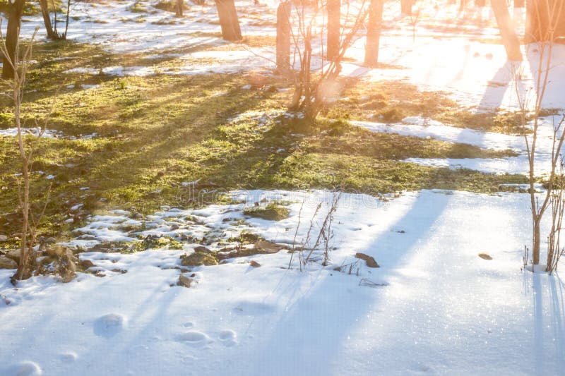 Melting Snow Sparkles in the Sun on a Spring Day. Thawed Patches on the ...