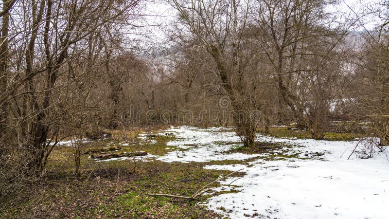 Melting Snow in the Spring Forest Stock Image - Image of spring ...