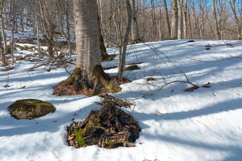 Melting Snow in Spring Forest Stock Image - Image of beauty, reflection ...