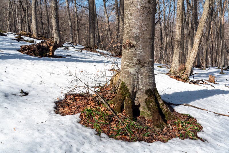 Melting Snow in Spring Forest Stock Photo - Image of landscape, frozen ...