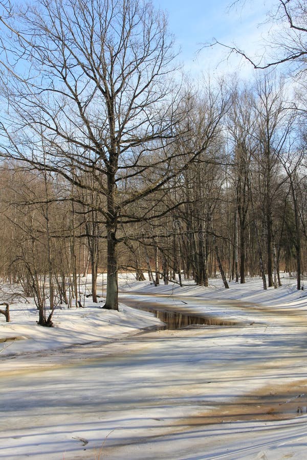 Snow in spring forest two stock photo. Image of land - 114300322