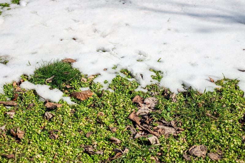 Melting Snow in Spring. a Lawn with Snow Patches and Green Grass ...