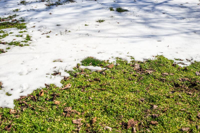 Melting Snow in Spring. a Lawn with Snow Patches and Green Grass ...