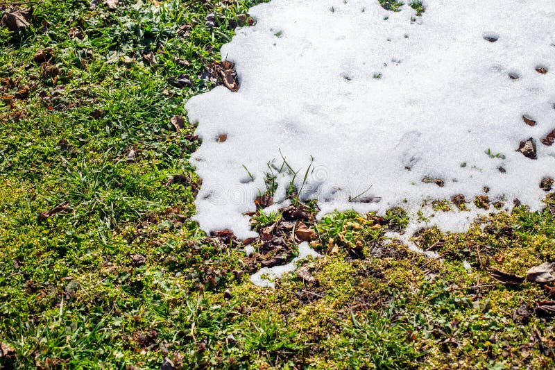 Melting Snow in Spring. a Lawn with Snow Patches and Green Grass ...