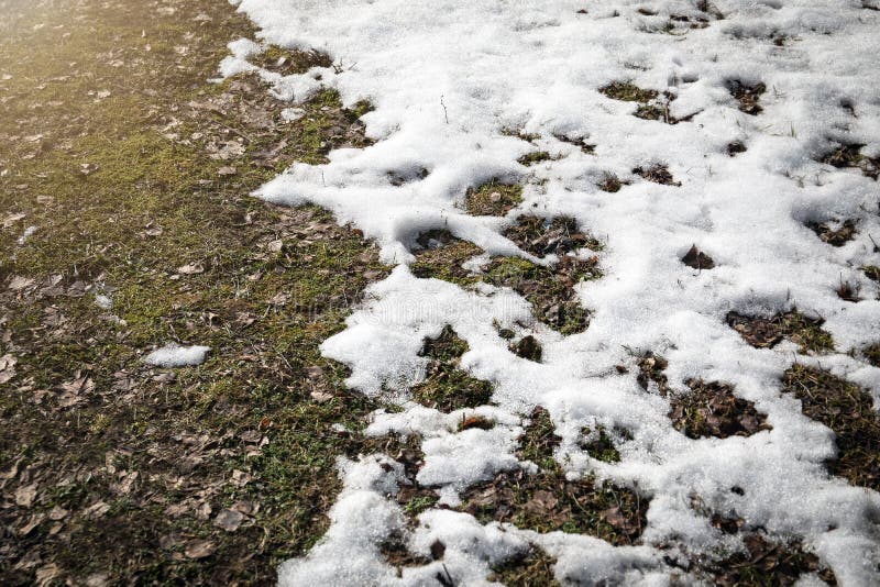 Melting Snow in Spring an Old Grass and Leafs Under it Stock Photo ...