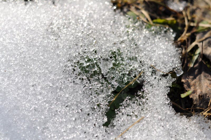 Granular Snow Stock Images - Download 161 Royalty Free Photos
