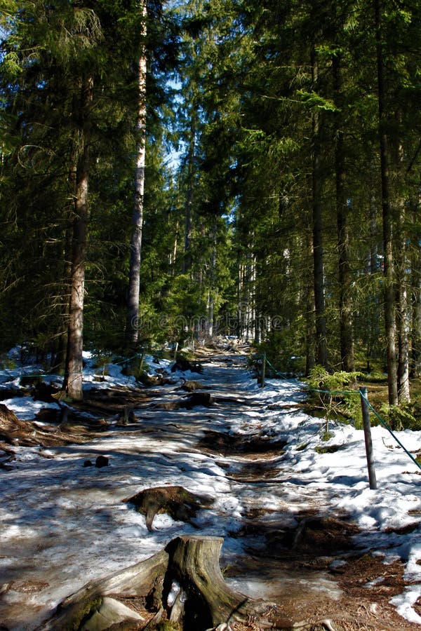 Melting into spring stock photo. Image of forest, snow - 141231192